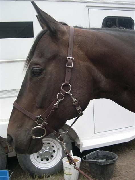 Moss Rock Endurance-No Brow Halter Bridle with Bit Hangers