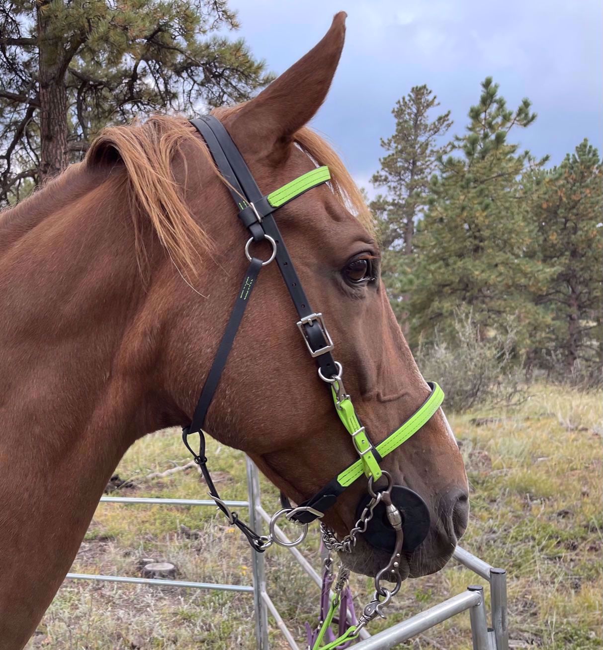 Moss Rock Endurance-Halter Bridle Lite with Bit Hangers (no halter squares)