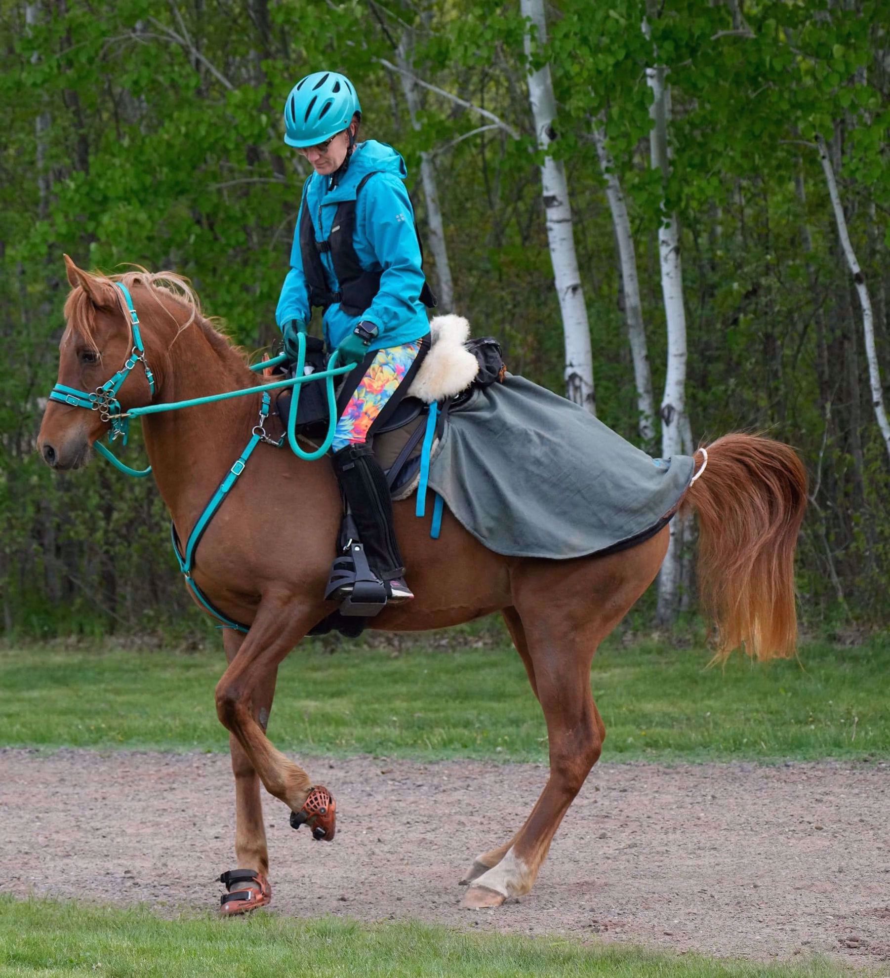 Moss Rock Endurance-No Brow Halter Bridle with Bit Hangers
