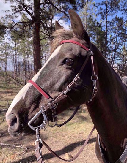 Moss Rock Endurance-Halter Bridle with Bit Hangers