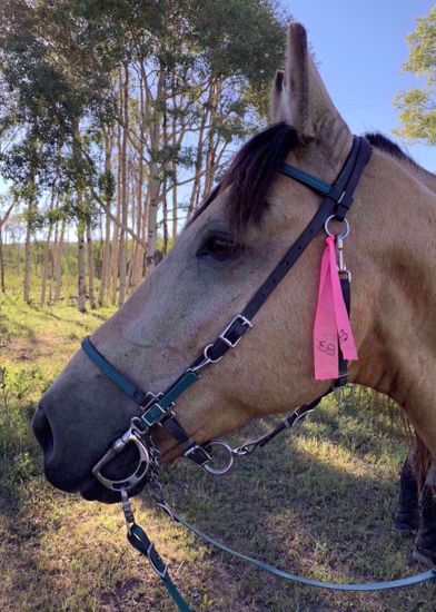 Moss Rock Endurance-Halter Bridle with Bit Hangers