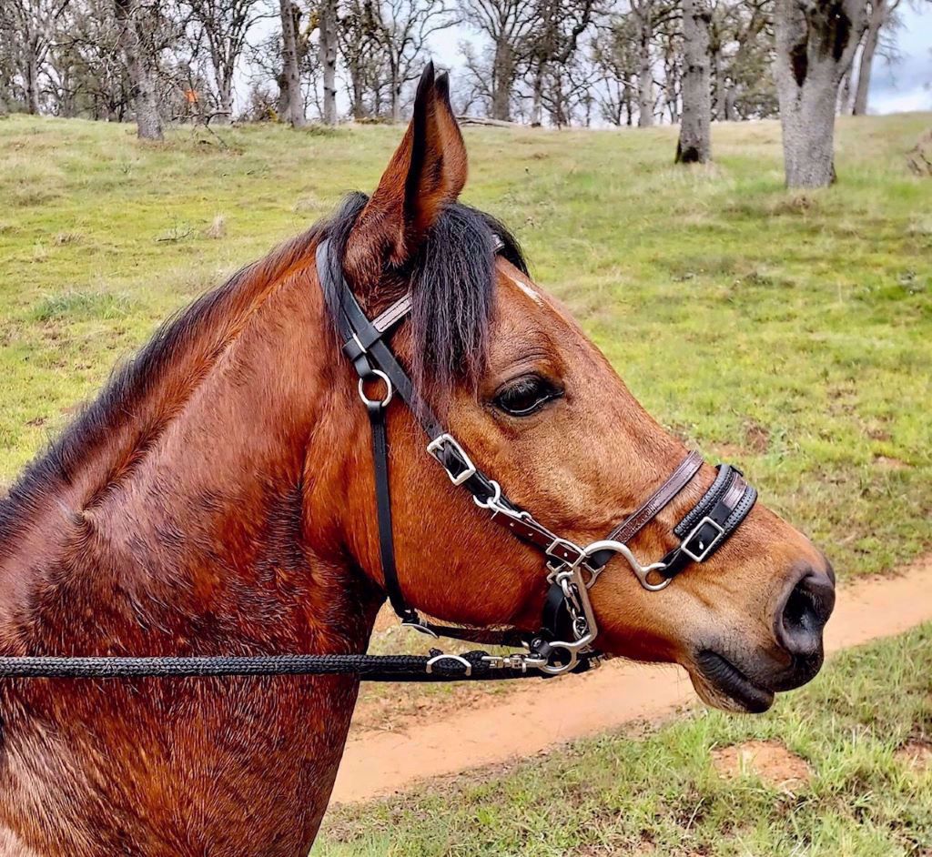 Moss Rock Endurance-Halter Bridle with Bit Hangers