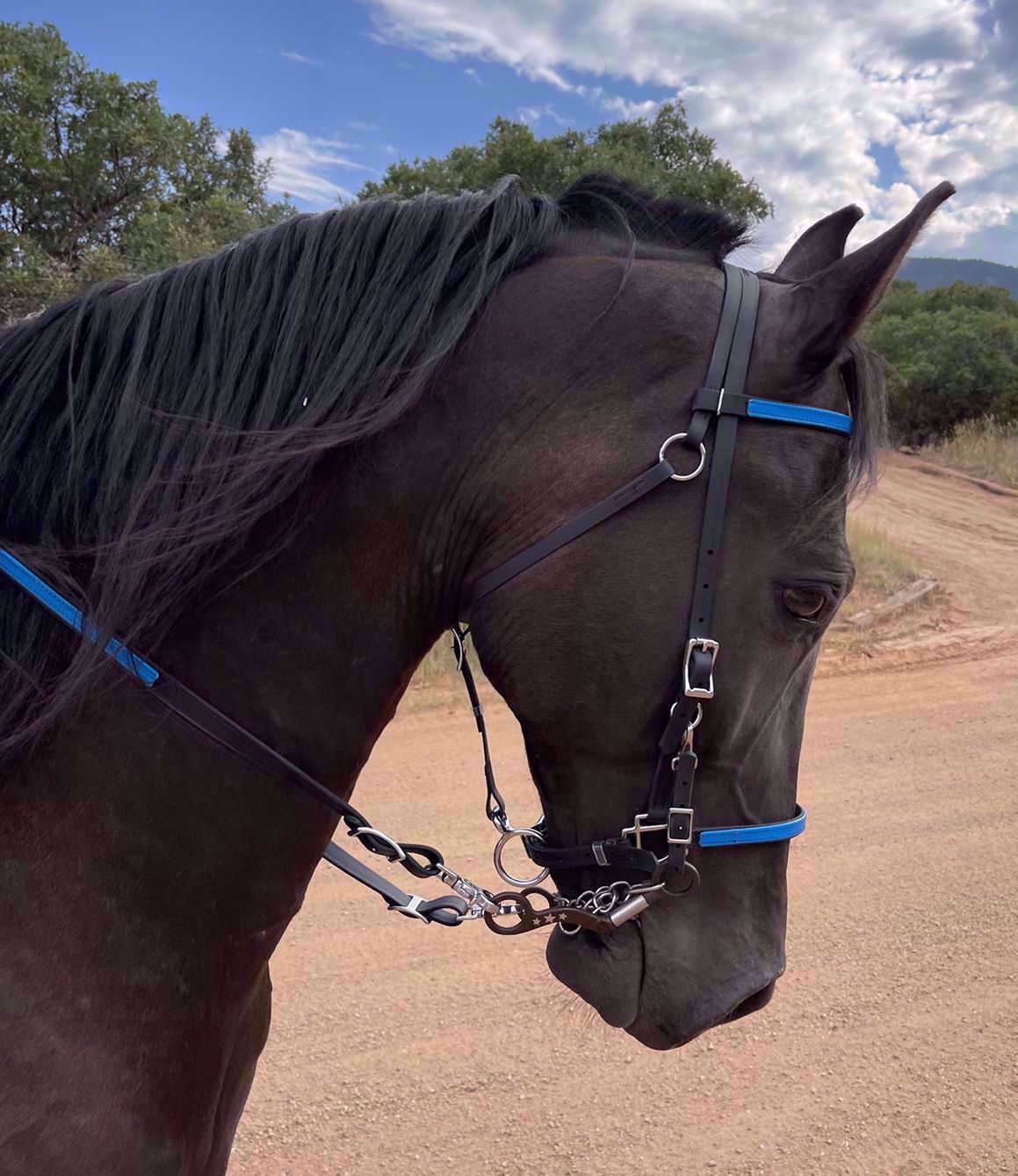 Moss Rock Endurance-Halter Bridle with Bit Hangers