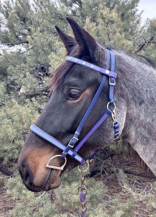 Moss Rock Endurance-Halter Bridle Convertible