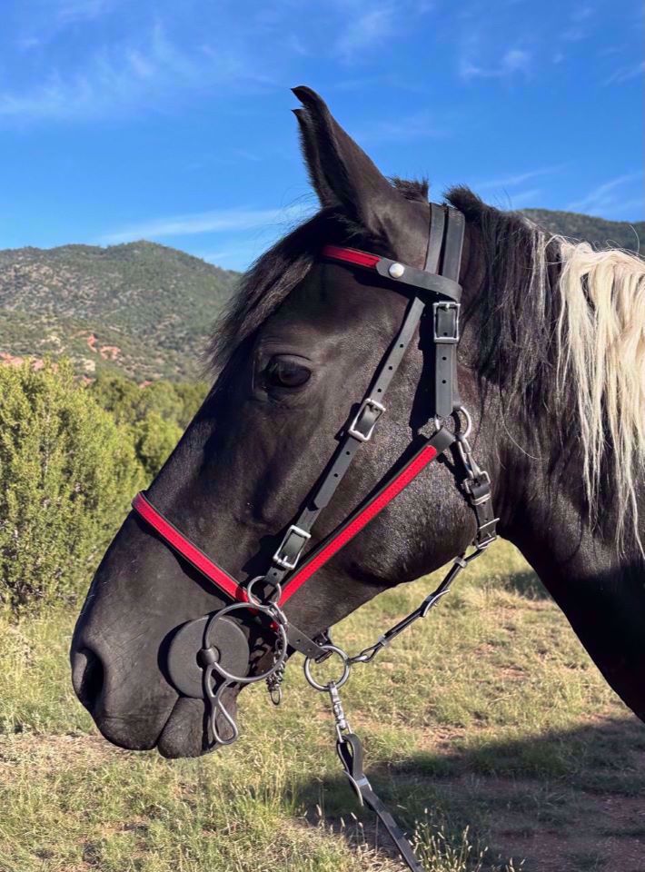 Moss Rock Endurance-Halter Bridle Convertible
