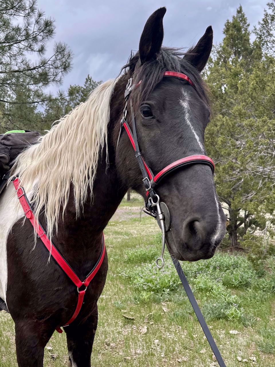 Moss Rock Endurance-Halter Bridle Convertible