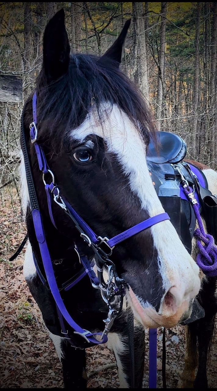 Moss Rock Endurance-No Brow Halter Bridle with Bit Hangers