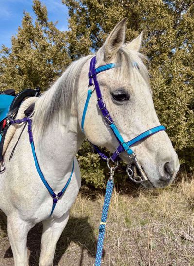 Moss Rock Endurance-Halter Bridle with Bit Hangers